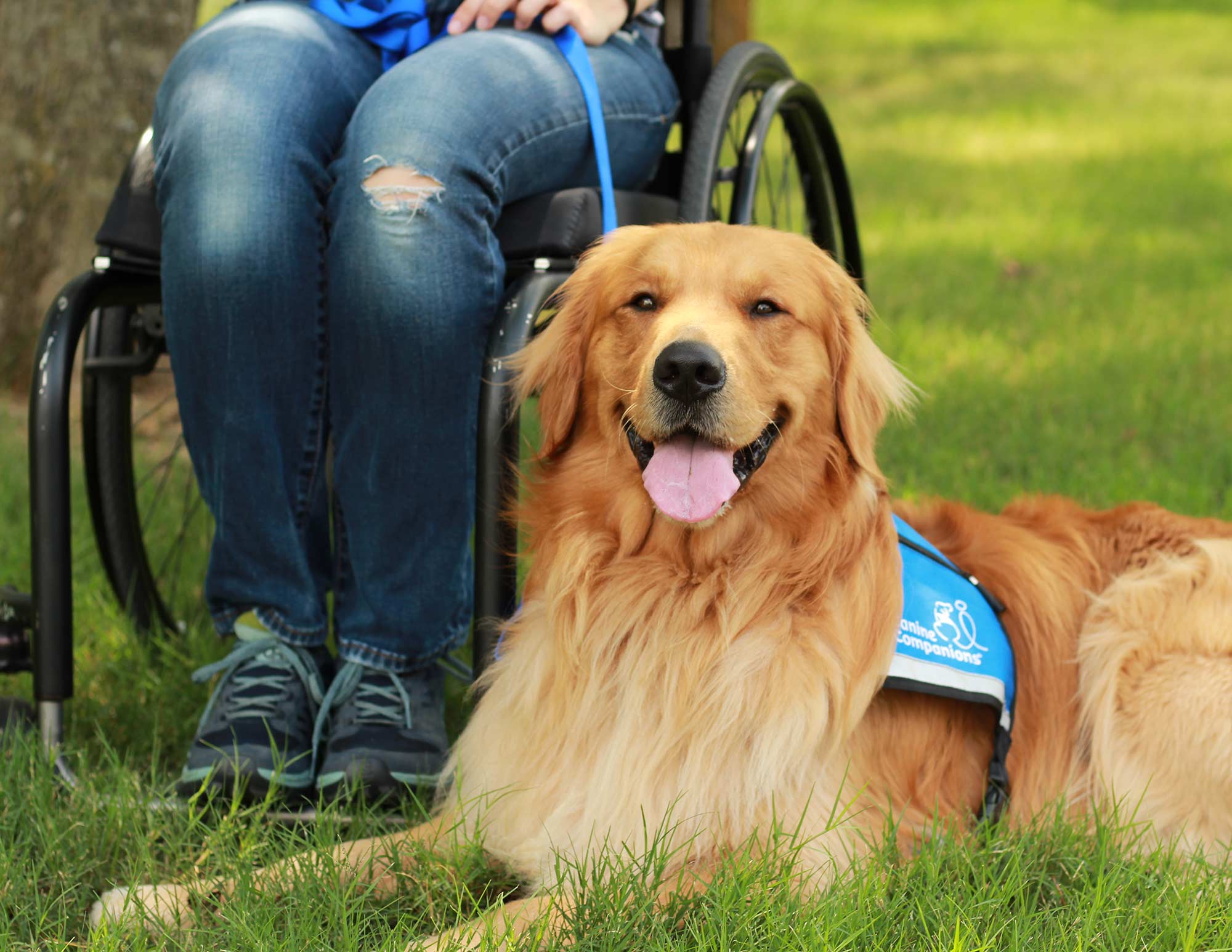 Are Therapy Dogs Allowed In Stores Uk