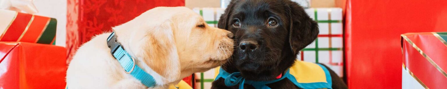 Sponsor a Puppy - Canine Companions