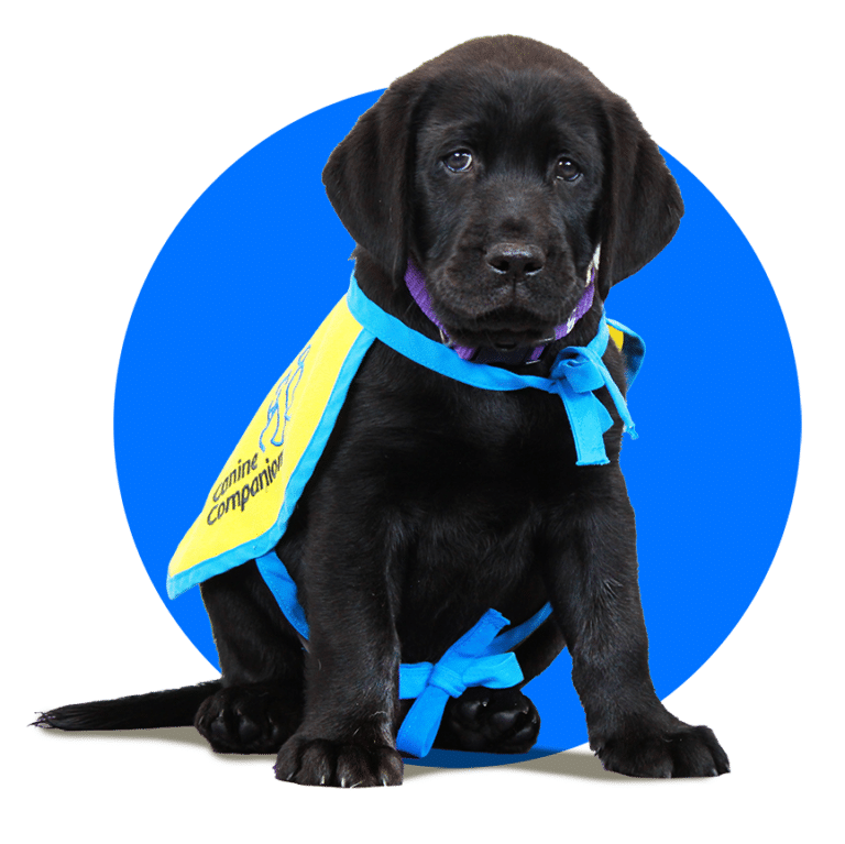Sponsor a Puppy - Canine Companions