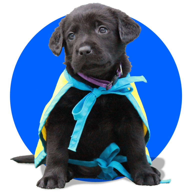 Sponsor a Puppy - Canine Companions