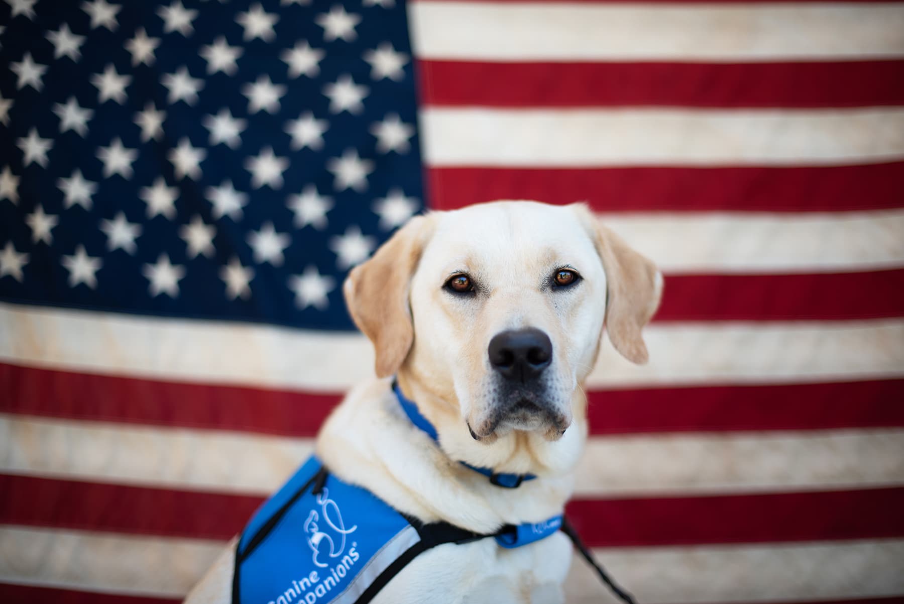 Canine Companions Veteran Honor Wall - Canine Companions