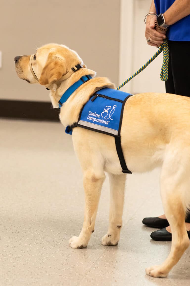 Sponsor a Puppy - Canine Companions