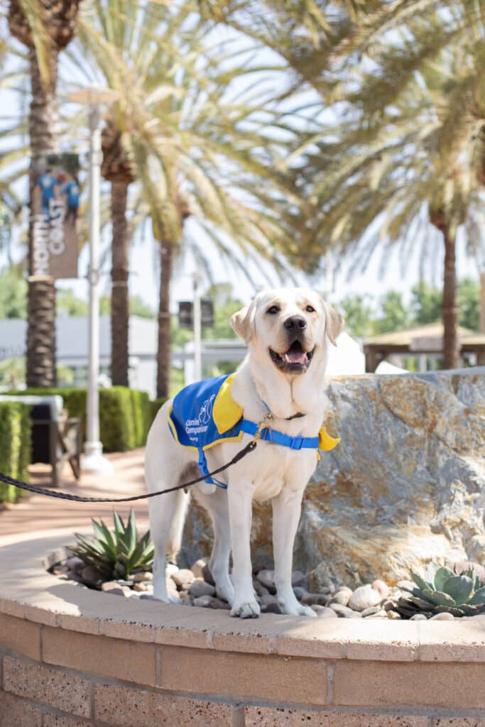 Goalie, Partner Pup of Colorado Springs Switchbacks FC, Matriculates to ...