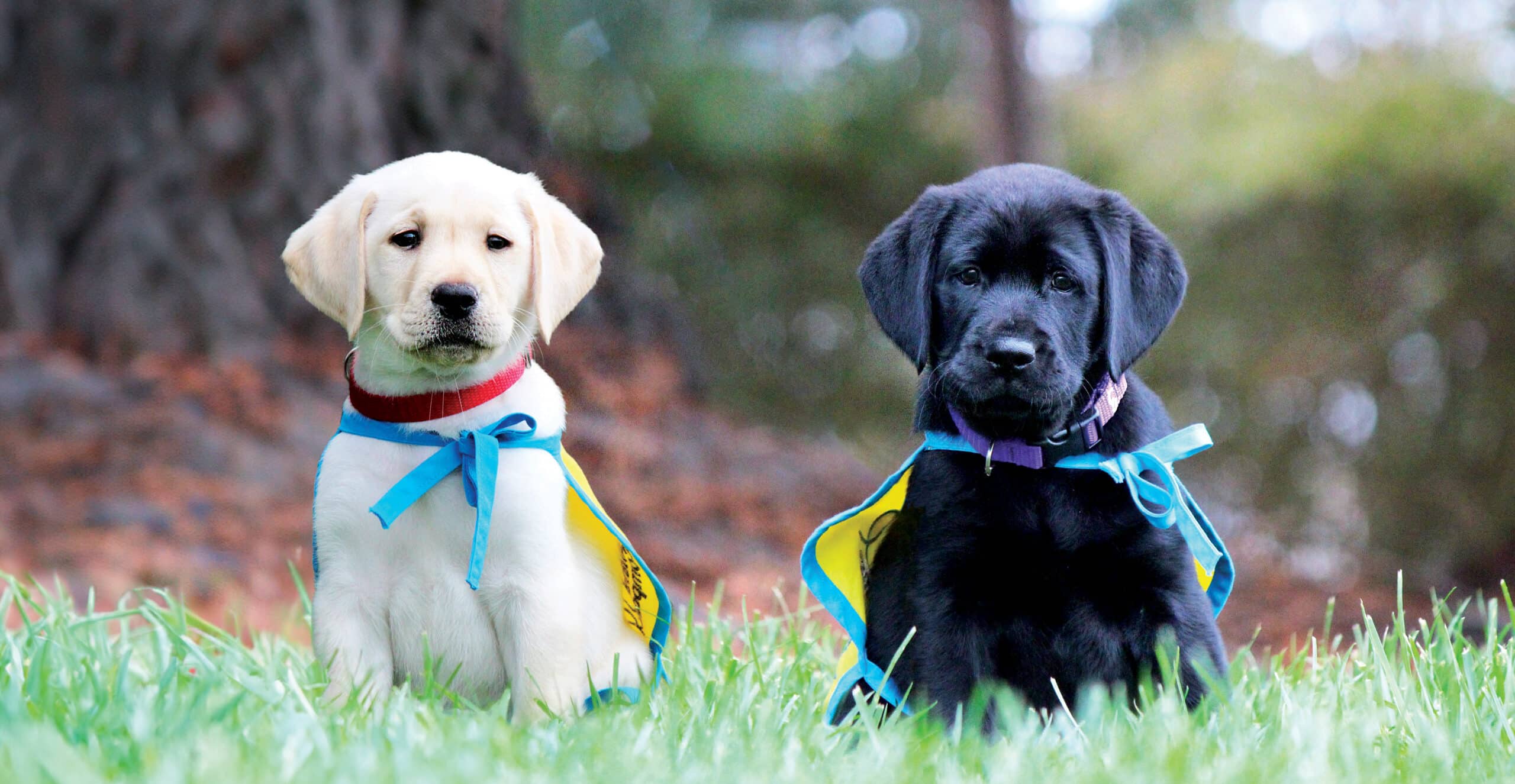 Sponsor a Future Service Dog - Canine Companions