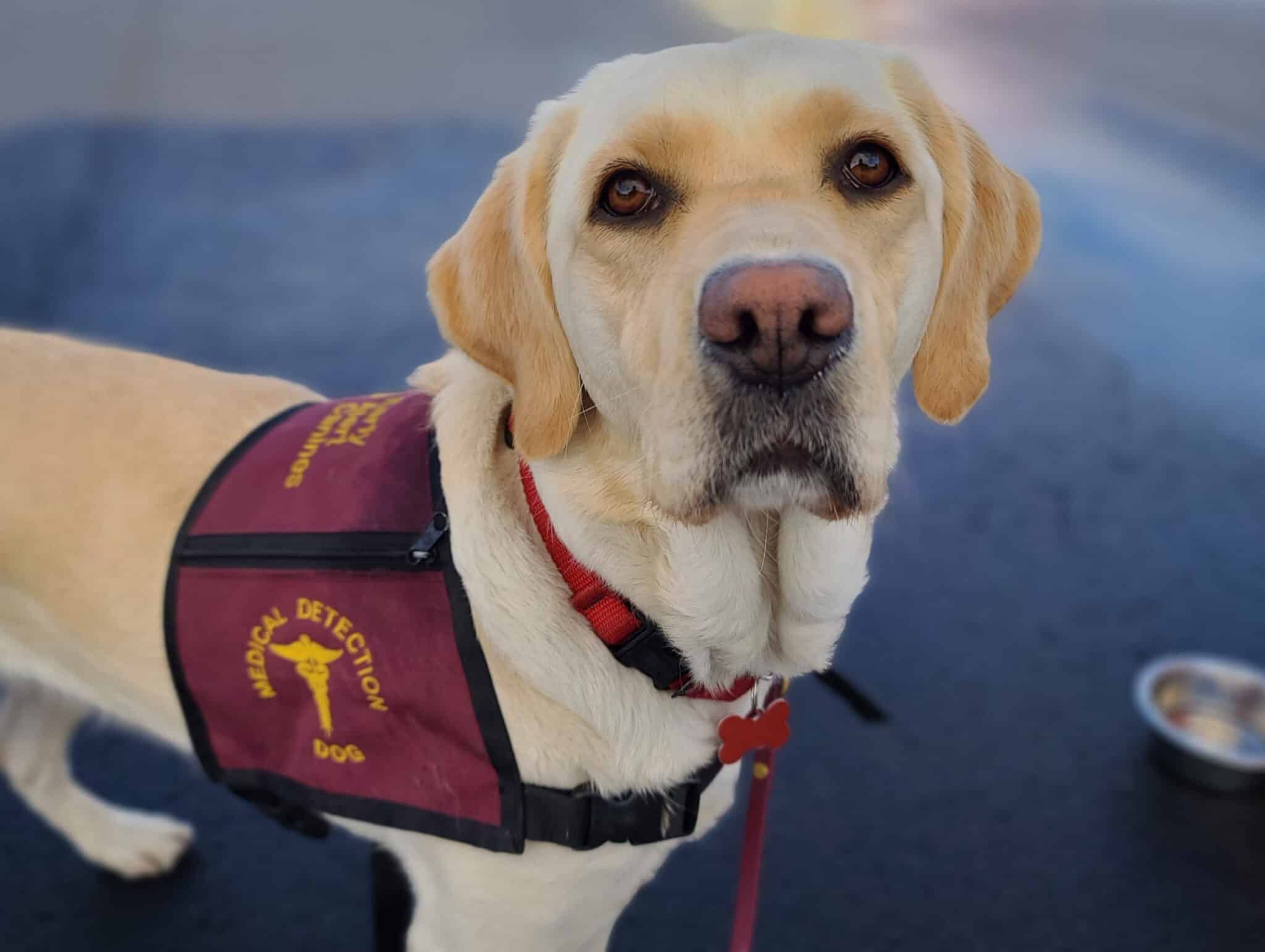 Medical Alert Dogs - Canine Companions