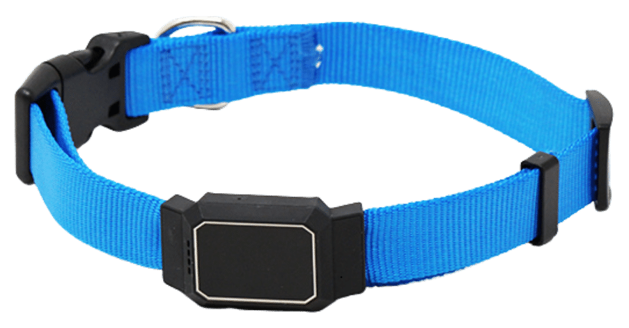 Service Dogs for Veterans - Canine Companions